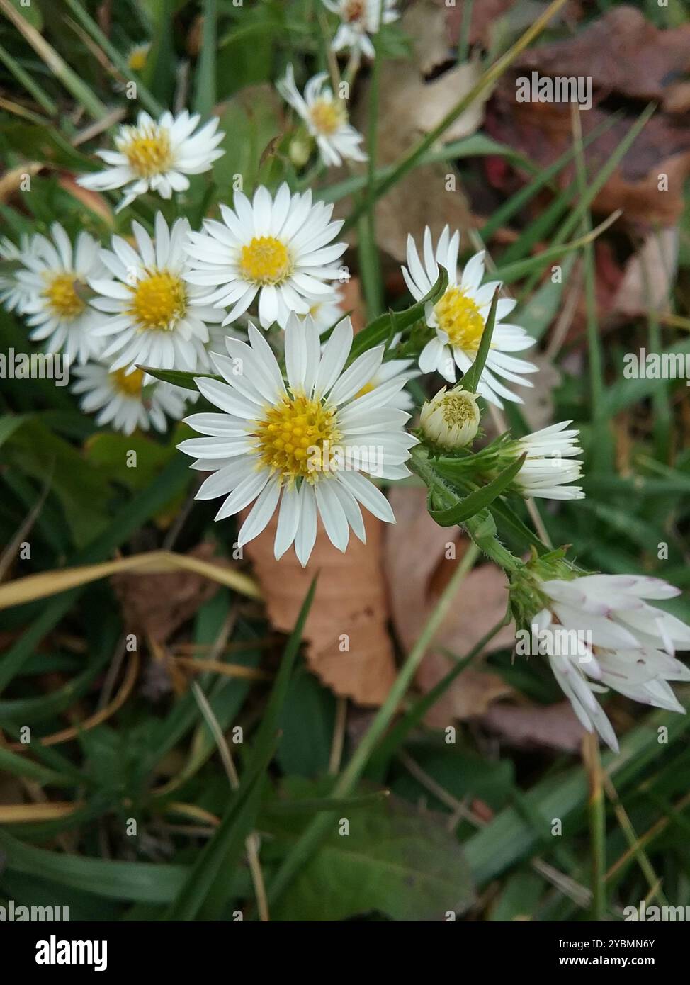 hairy white oldfield aster (Symphyotrichum pilosum) Plantae Stock Photo ...