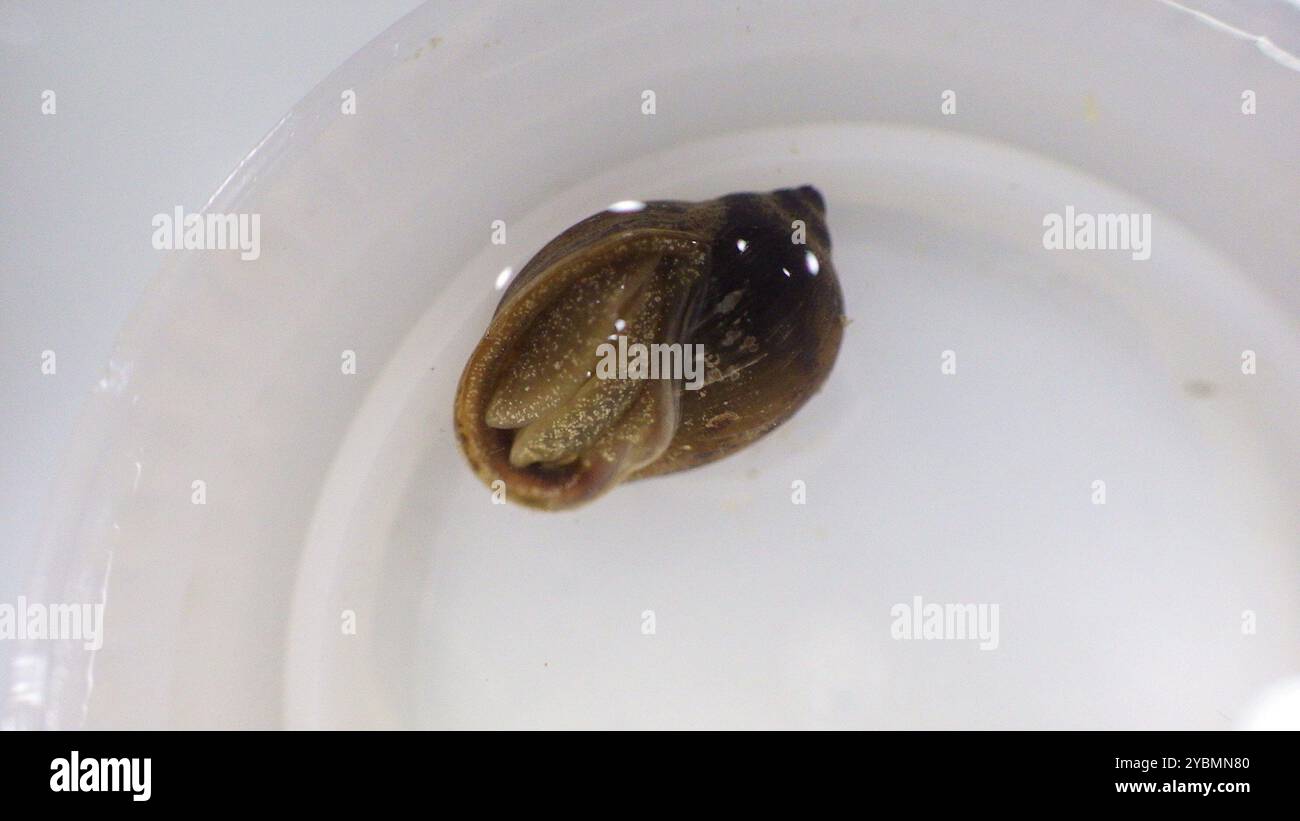 Bladder Snails (Physidae) Mollusca Stock Photo - Alamy