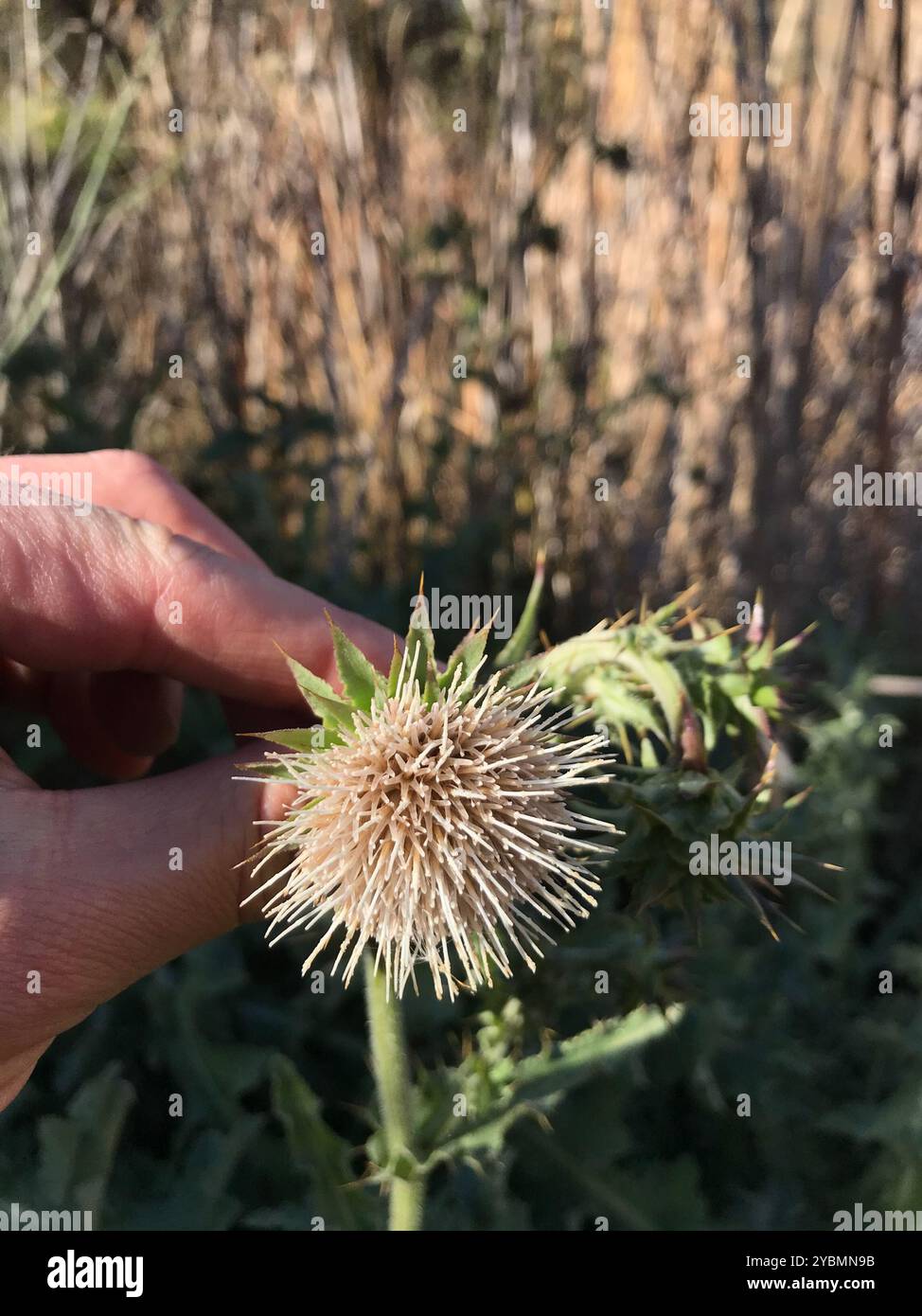Mount Hamilton fountain thistle (Cirsium fontinale campylon) Plantae ...