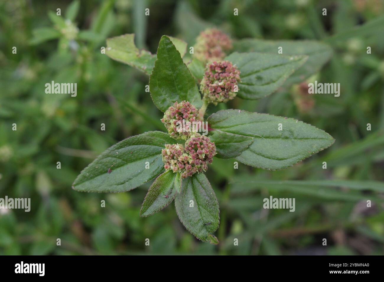 Asthma plant (Euphorbia hirta) Plantae Stock Photo - Alamy