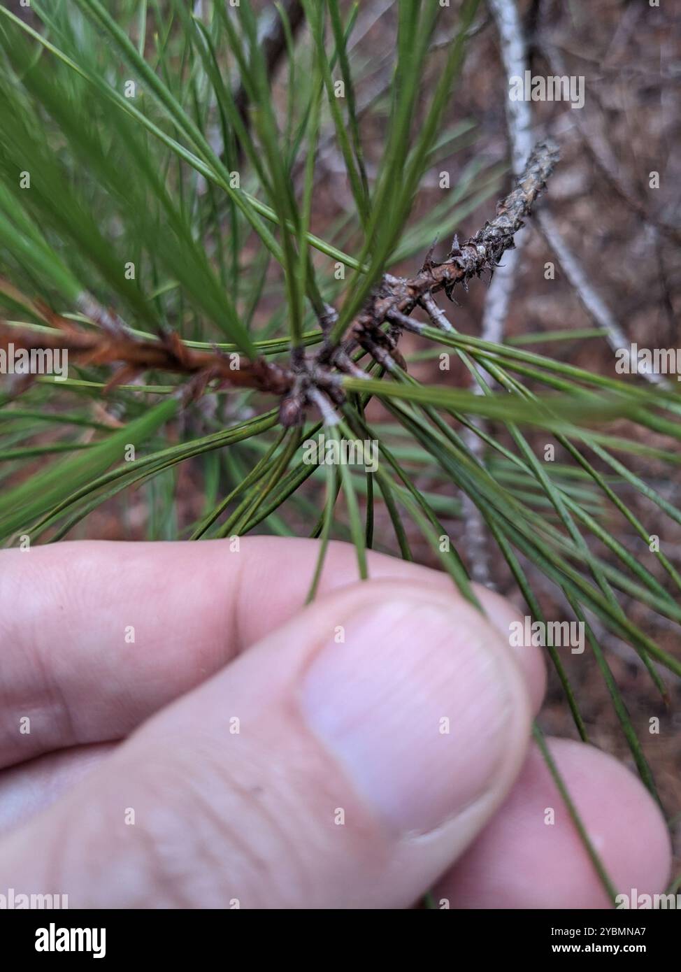 pitch pine (Pinus rigida) Plantae Stock Photo - Alamy