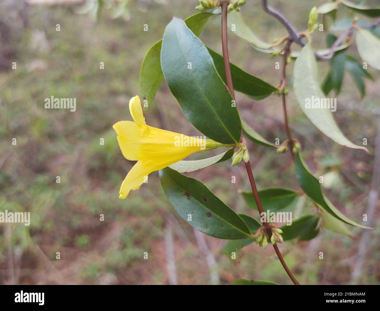 yellow jessamine (Gelsemium sempervirens) Plantae Stock Photo - Alamy