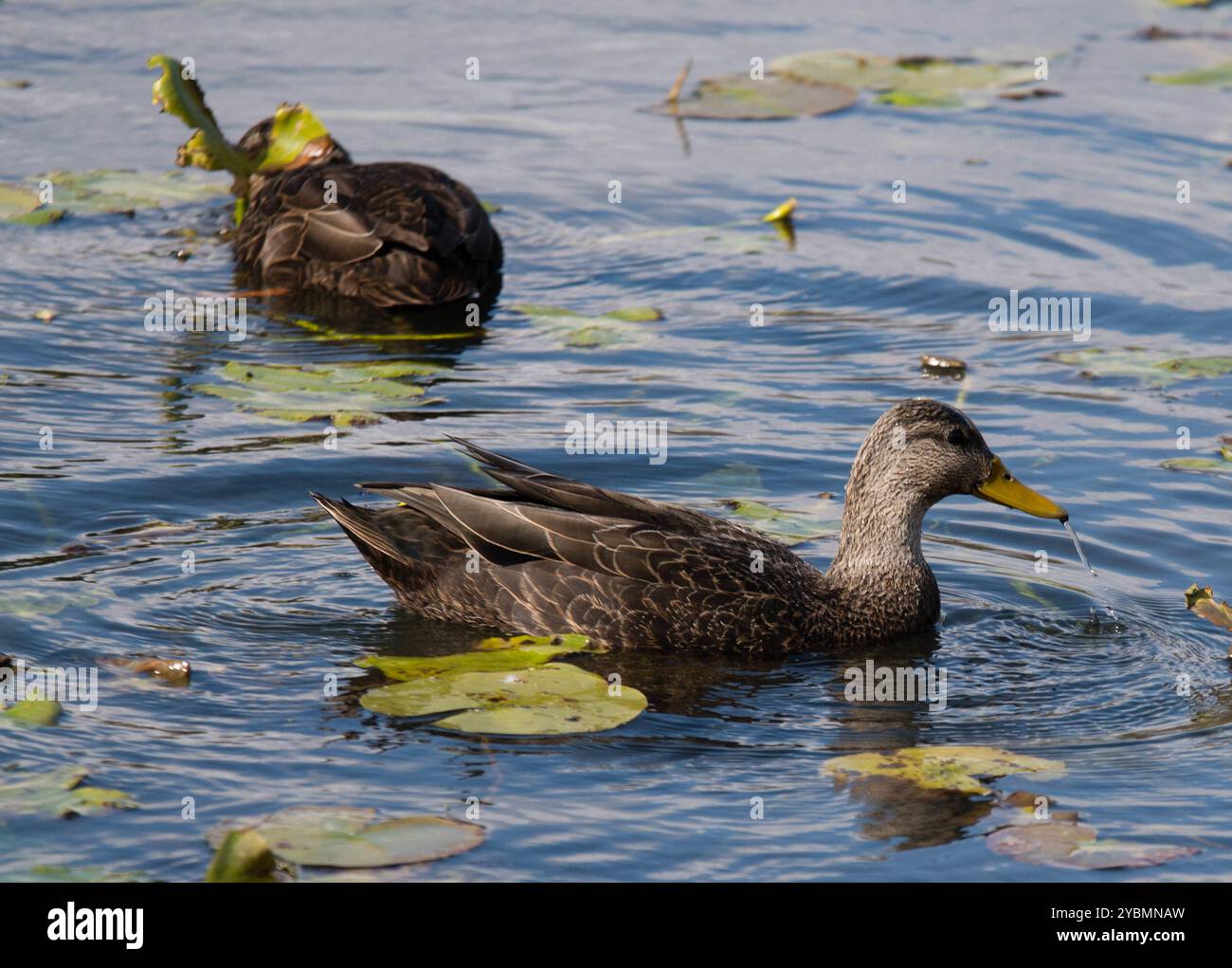 American Black Duck (Anas rubripes) Aves Stock Photo - Alamy