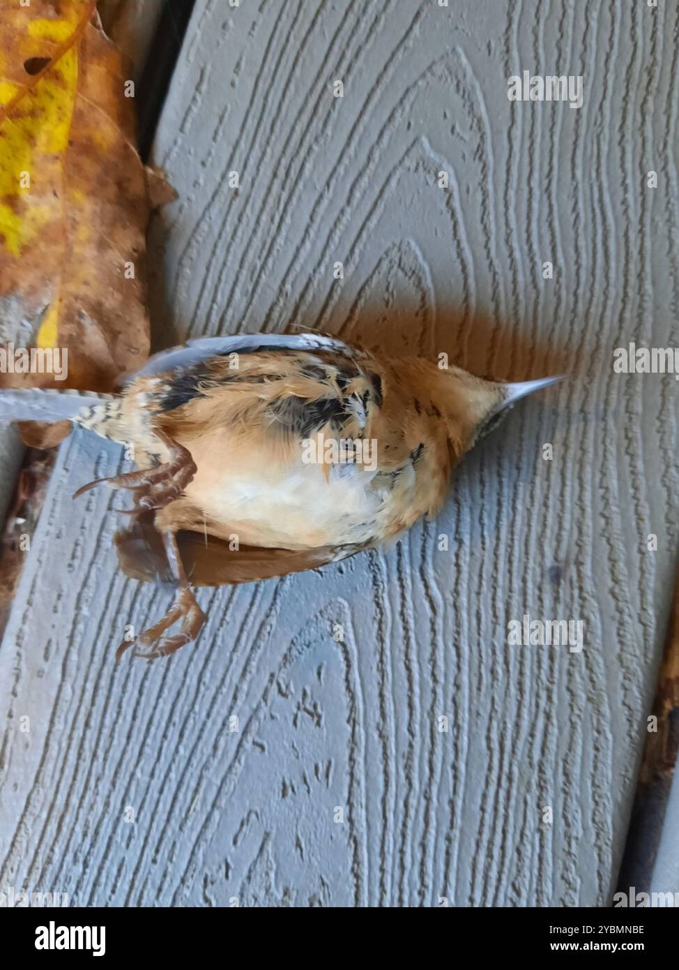 Carolina Wren (Thryothorus ludovicianus) Aves Stock Photo - Alamy