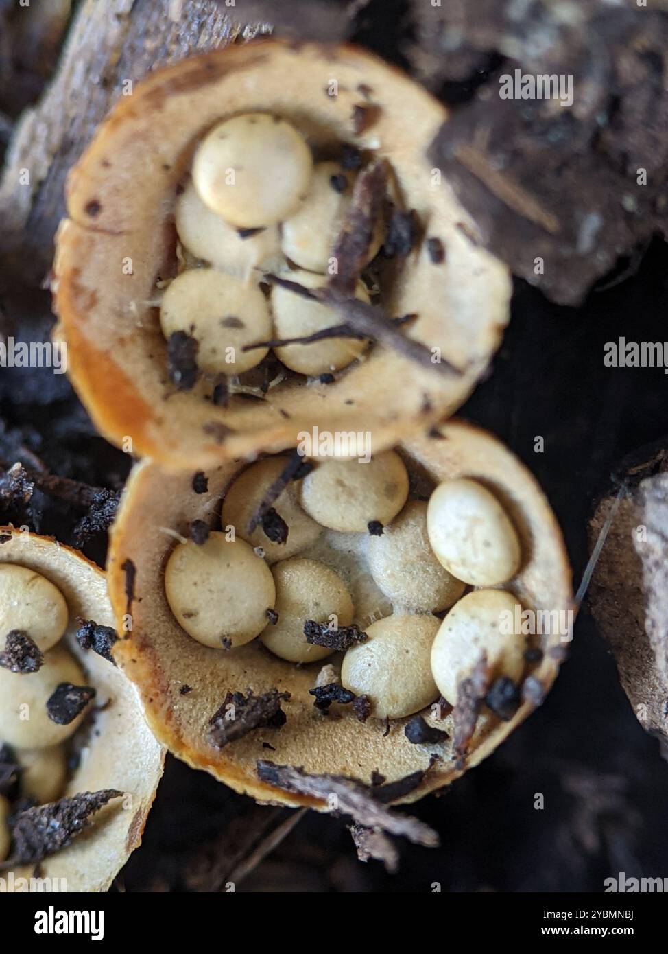 common bird's nest fungus (Crucibulum laeve) Fungi Stock Photo - Alamy