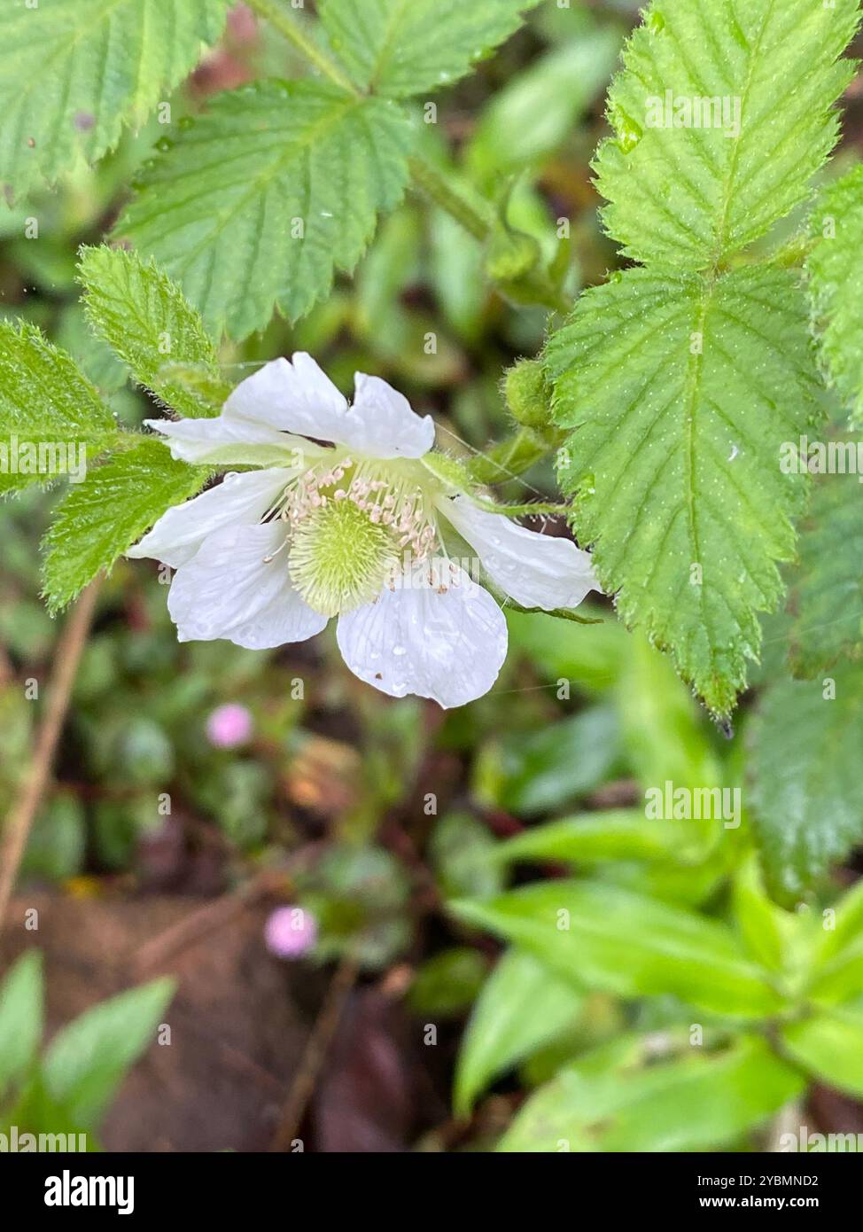 roseleaf bramble (Rubus rosifolius) Plantae Stock Photo - Alamy