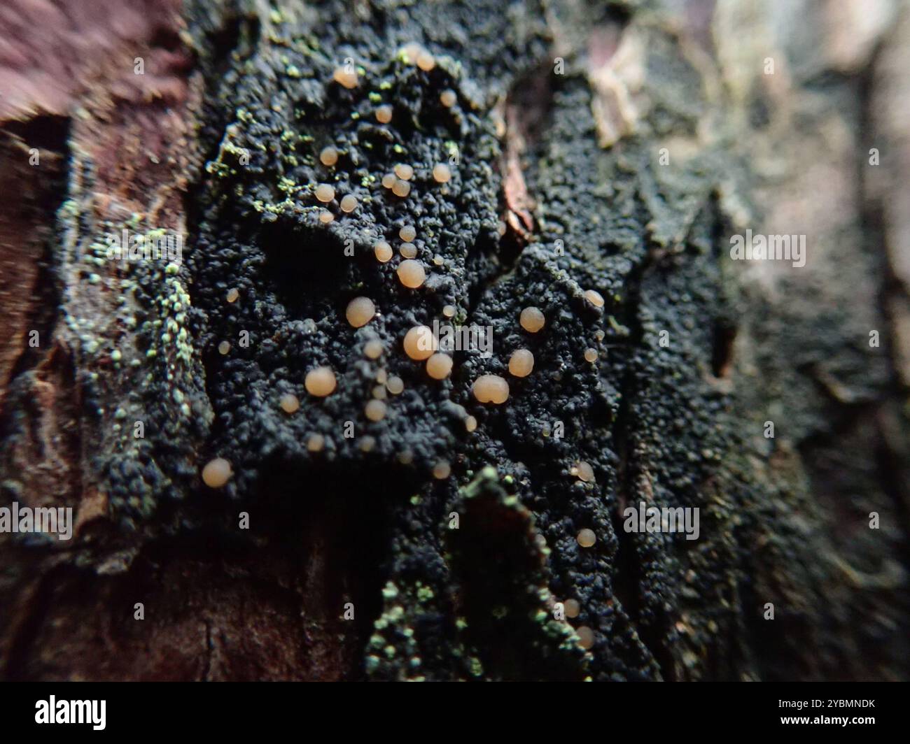 Pink-eyed Shingle Lichen (Vahliella saubinetii) Fungi Stock Photo - Alamy