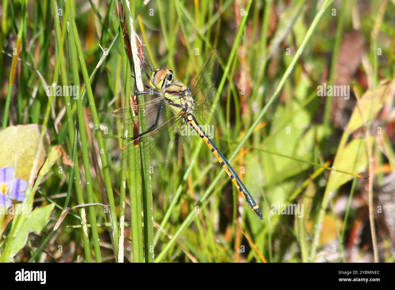 Tau Emerald (Hemicordulia tau) Insecta Stock Photo - Alamy