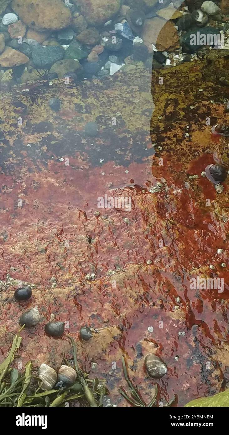 encrusting red algae (Hildenbrandia) Plantae Stock Photo - Alamy