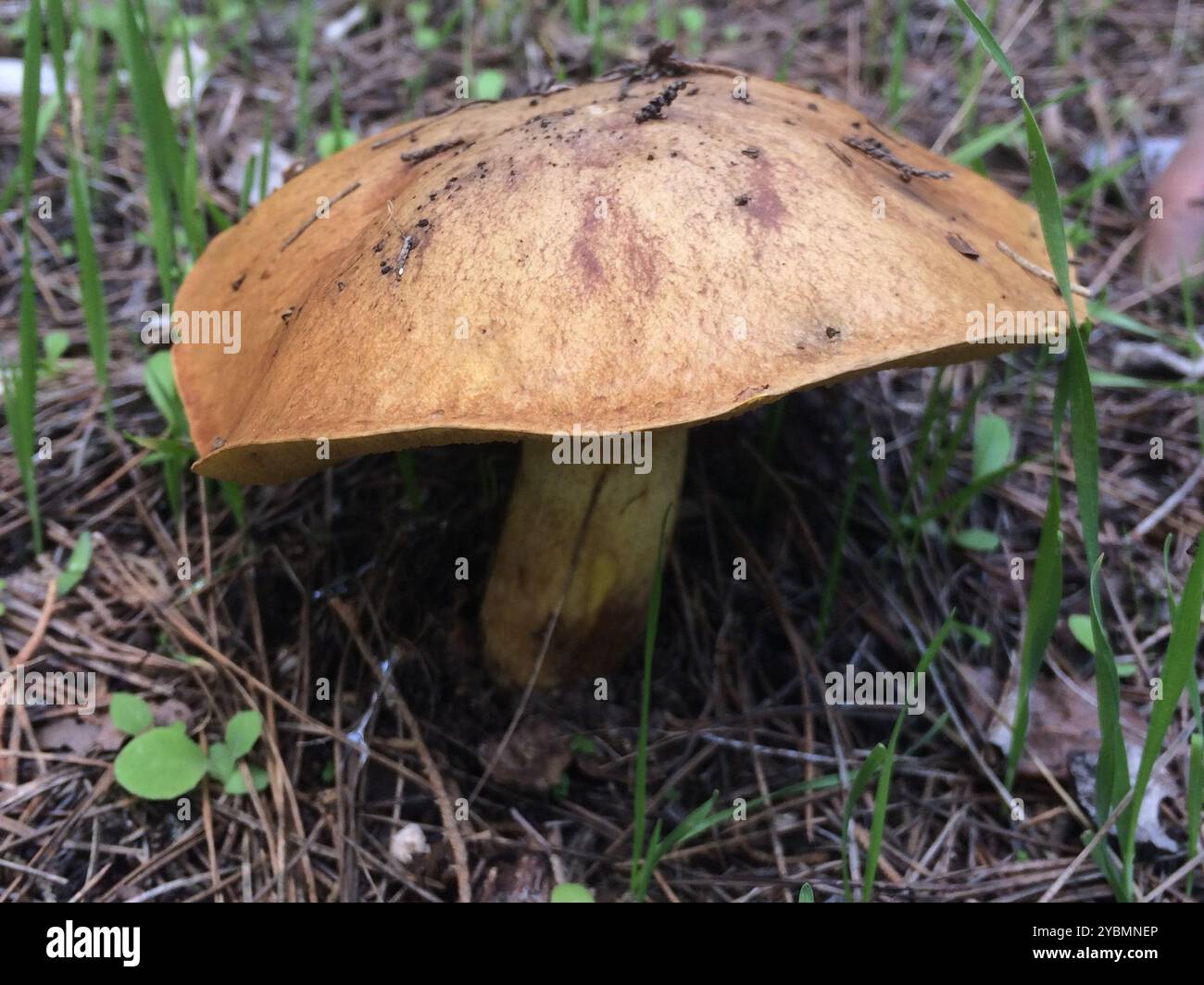 Slippery Jacks (Suillus) Fungi Stock Photo - Alamy