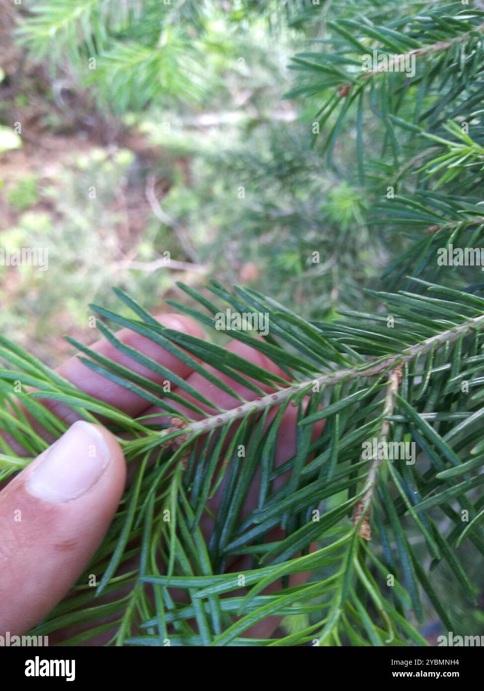 pine family (Pinaceae) Plantae Stock Photo - Alamy