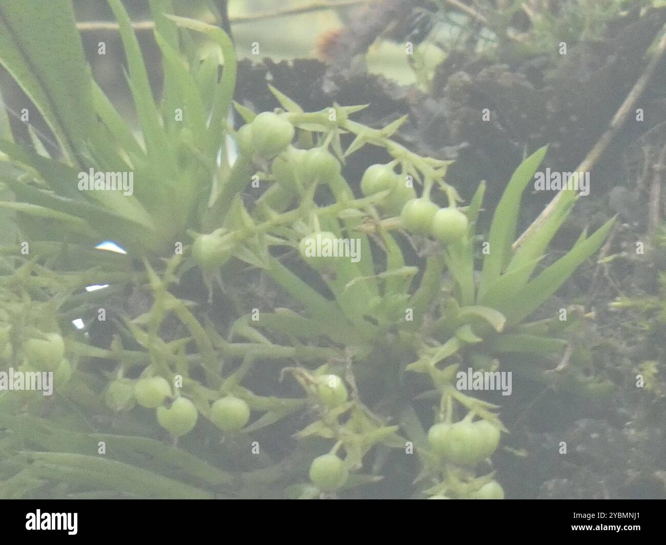 vascular plants (Tracheophyta) Plantae Stock Photo - Alamy