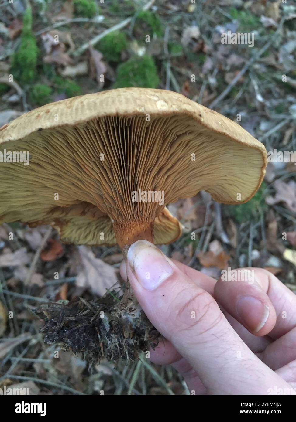 Brown Roll-Rim (Paxillus involutus) Fungi Stock Photo - Alamy