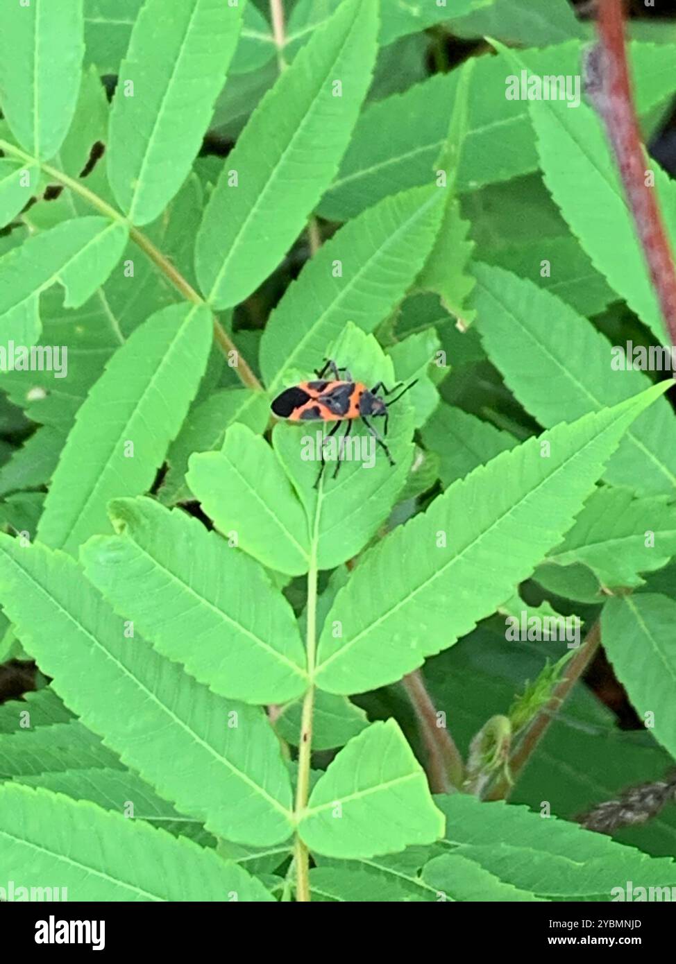 Small Milkweed Bug (Lygaeus kalmii) Insecta Stock Photo - Alamy