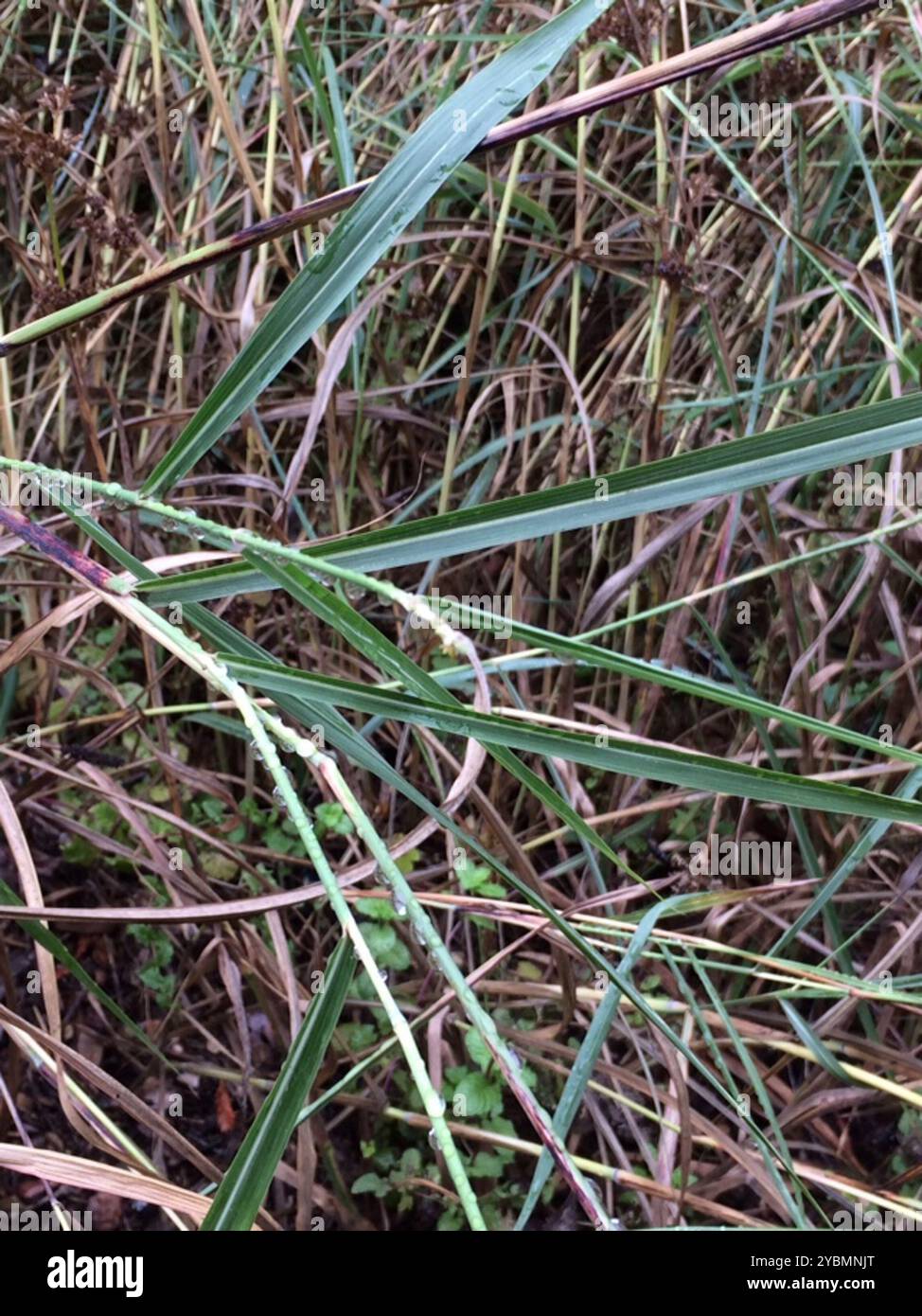 bluestems, lemon grasses, silvergrasses, and allies (Andropogoneae ...