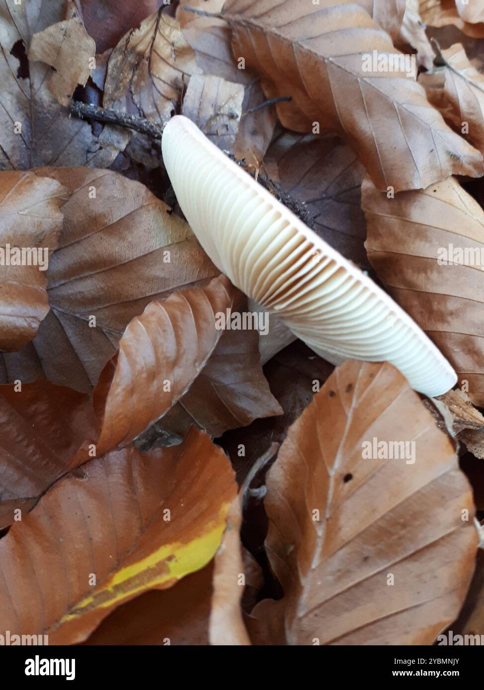 Fragile Brittlegill (Russula fragilis) Fungi Stock Photo - Alamy