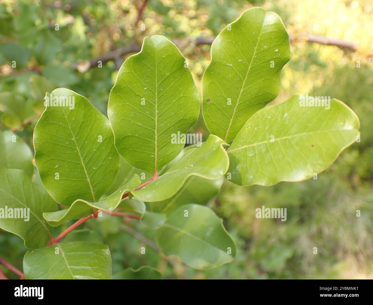 carob tree (Ceratonia siliqua) Plantae Stock Photo - Alamy
