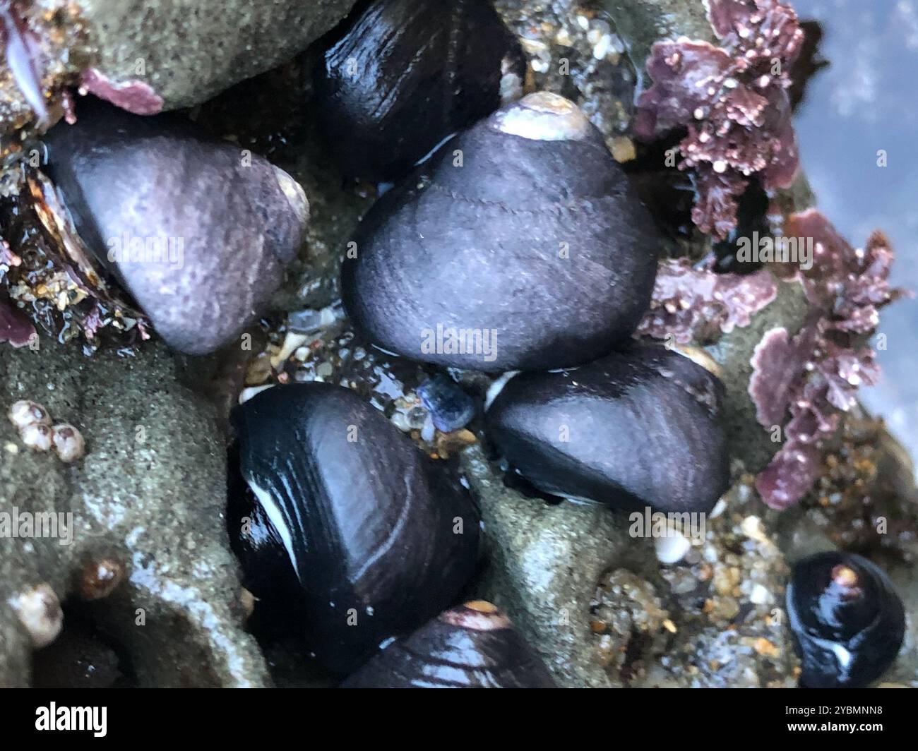 Black Tegula (Tegula funebralis) Mollusca Stock Photo - Alamy