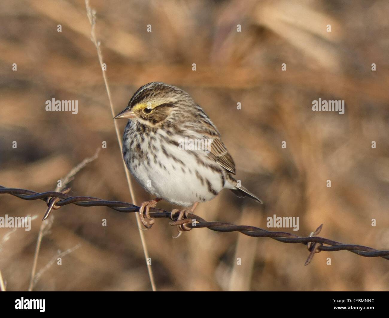 Savannah Sparrow (Passerculus sandwichensis) Aves Stock Photo - Alamy