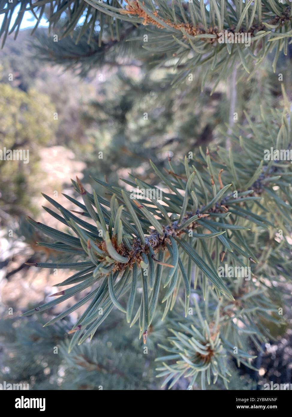 singleleaf pinyon (Pinus monophylla) Plantae Stock Photo - Alamy