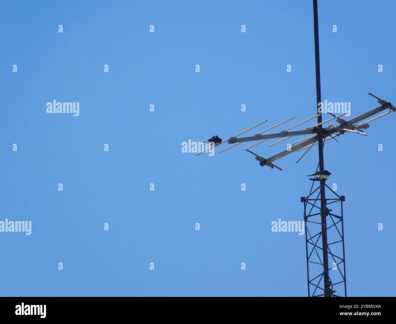 Leucorrhoa hi-res stock photography and images - Alamy
