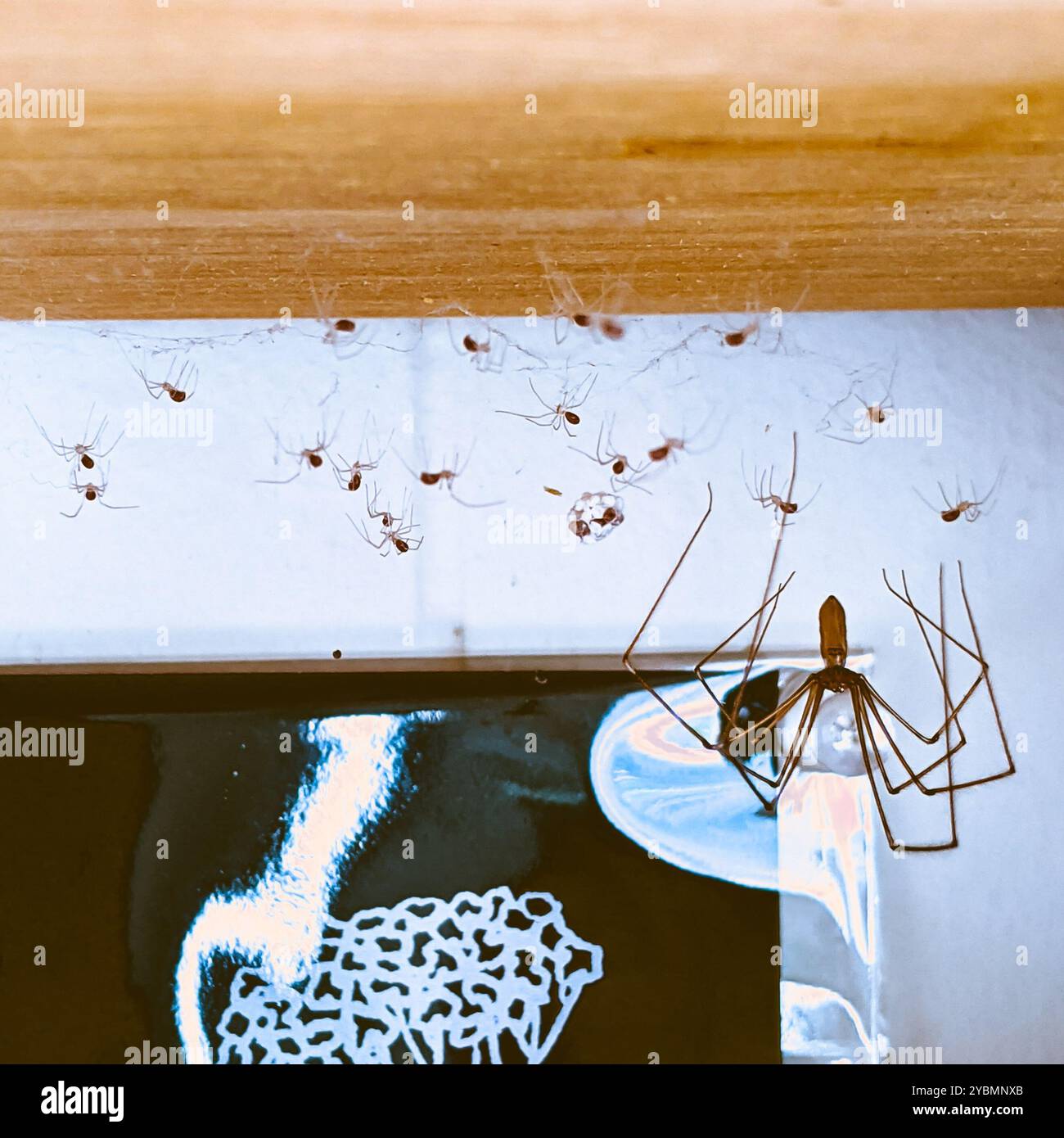 Common Cellar Spiders (Pholcus) Arachnida Stock Photo - Alamy