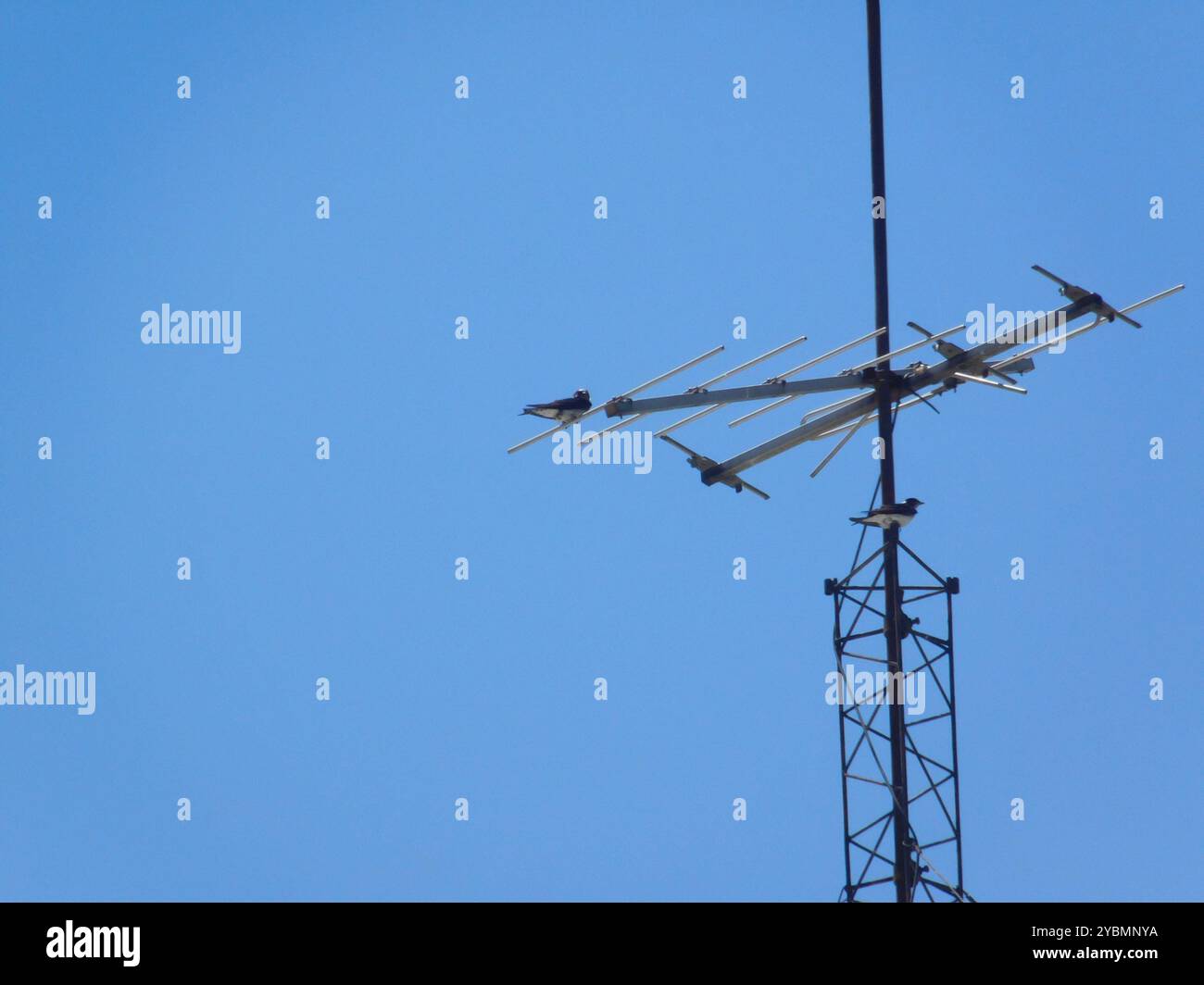 White-rumped Swallow (Tachycineta leucorrhoa) Aves Stock Photo - Alamy