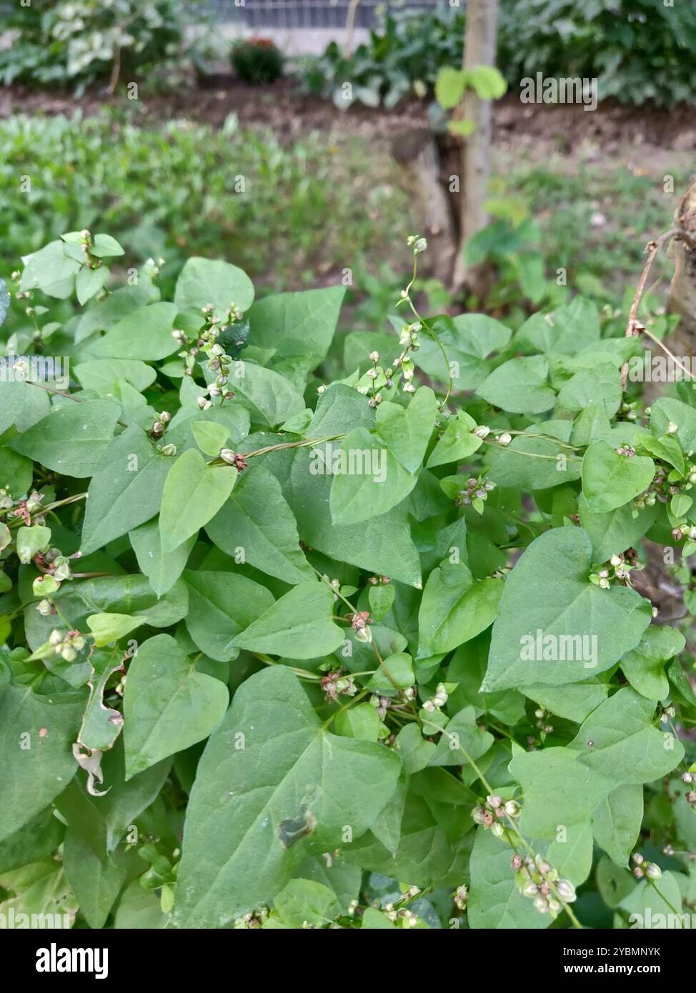 Copse-bindweed (Fallopia dumetorum) Plantae Stock Photo - Alamy