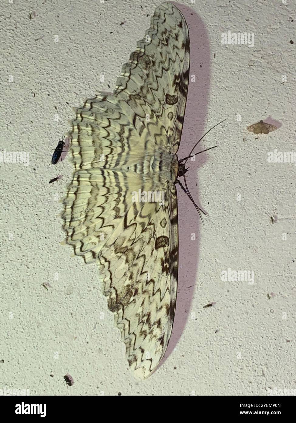 White Witch Moth (Thysania agrippina) Insecta Stock Photo - Alamy