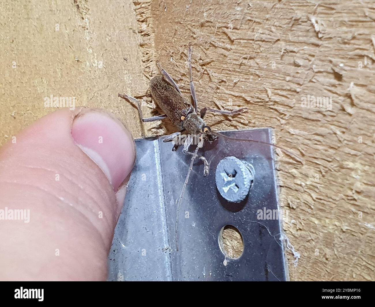 Lemon tree borer (Oemona hirta) Insecta Stock Photo - Alamy