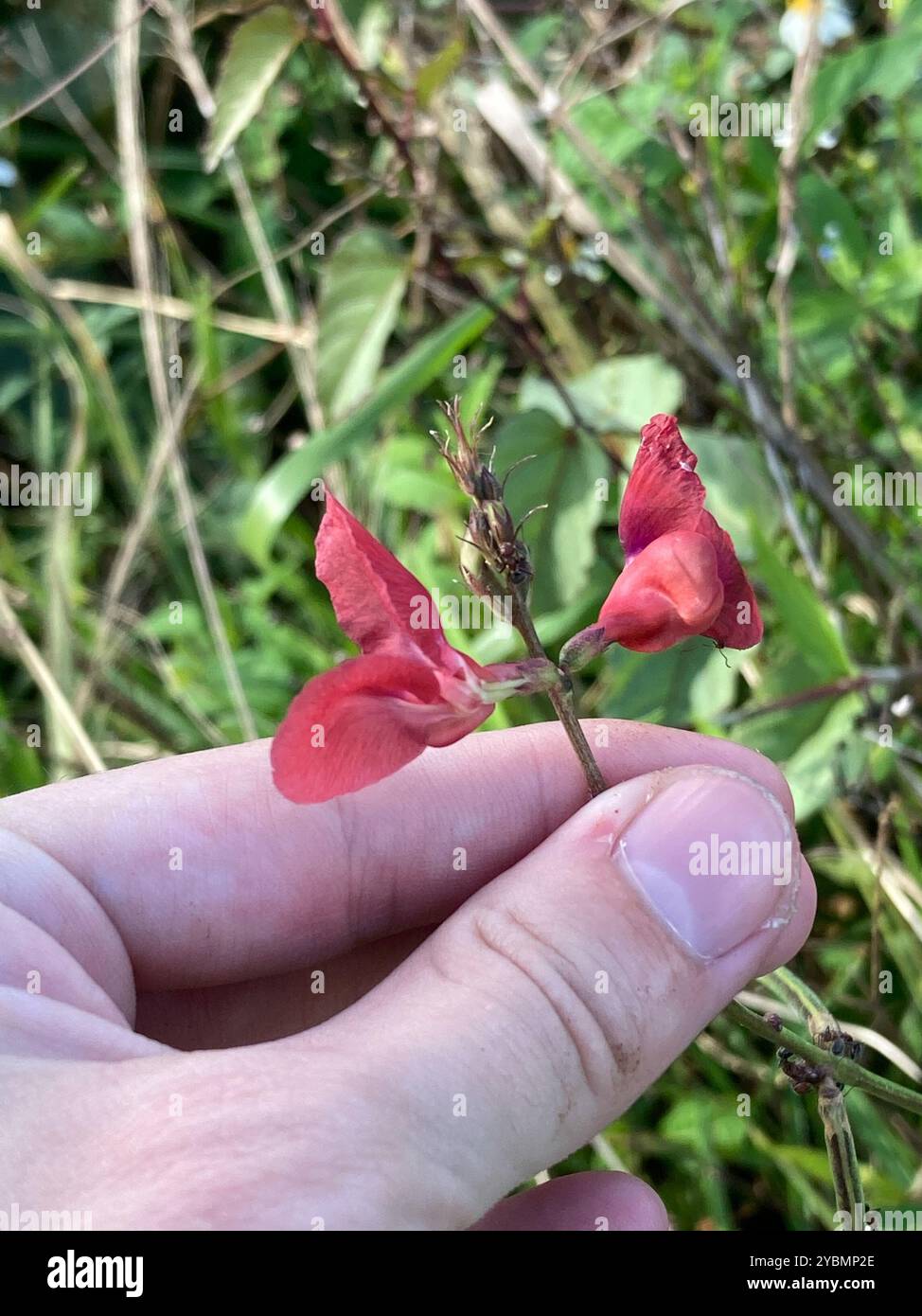 Phasey Bean (Macroptilium lathyroides) Plantae Stock Photo - Alamy