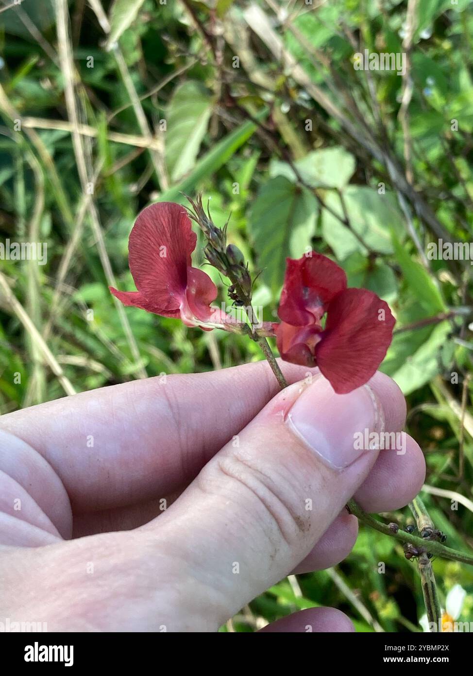 Phasey Bean (Macroptilium lathyroides) Plantae Stock Photo - Alamy