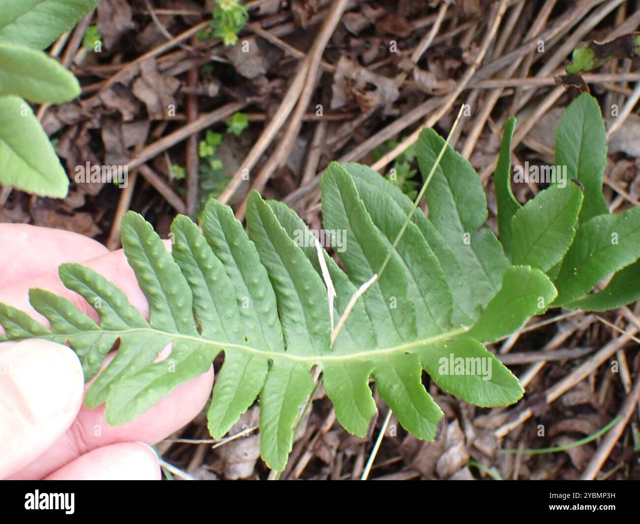 intermediate polypody (Polypodium interjectum) Plantae Stock Photo - Alamy