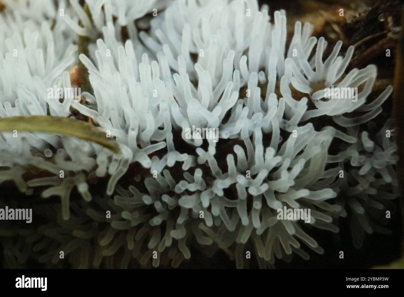 Honeycomb Coral Slime Mold (Ceratiomyxa fruticulosa) Protozoa Stock ...