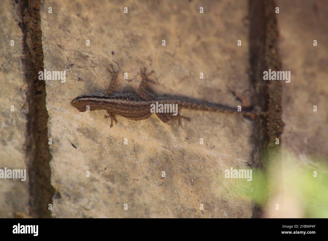 Common Dwarf Gecko (Lygodactylus capensis) Reptilia Stock Photo - Alamy