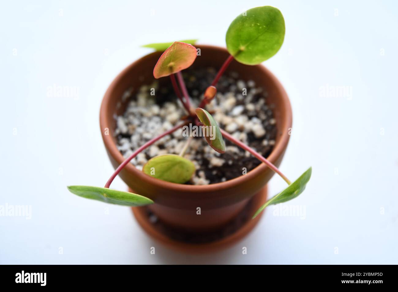 Pilea peperomioides, aka Chinese money plant, houseplant with round ...