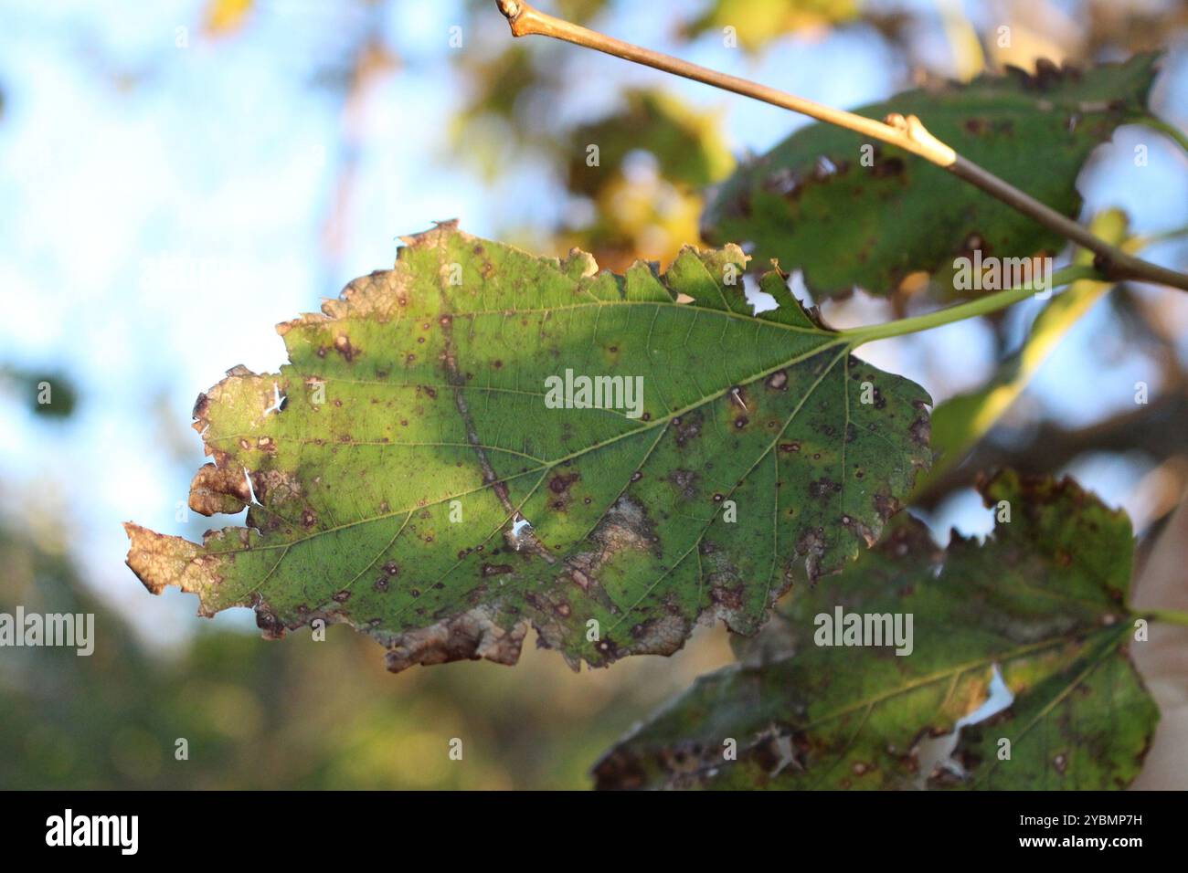 Texas mulberry (Morus microphylla) Plantae Stock Photo - Alamy