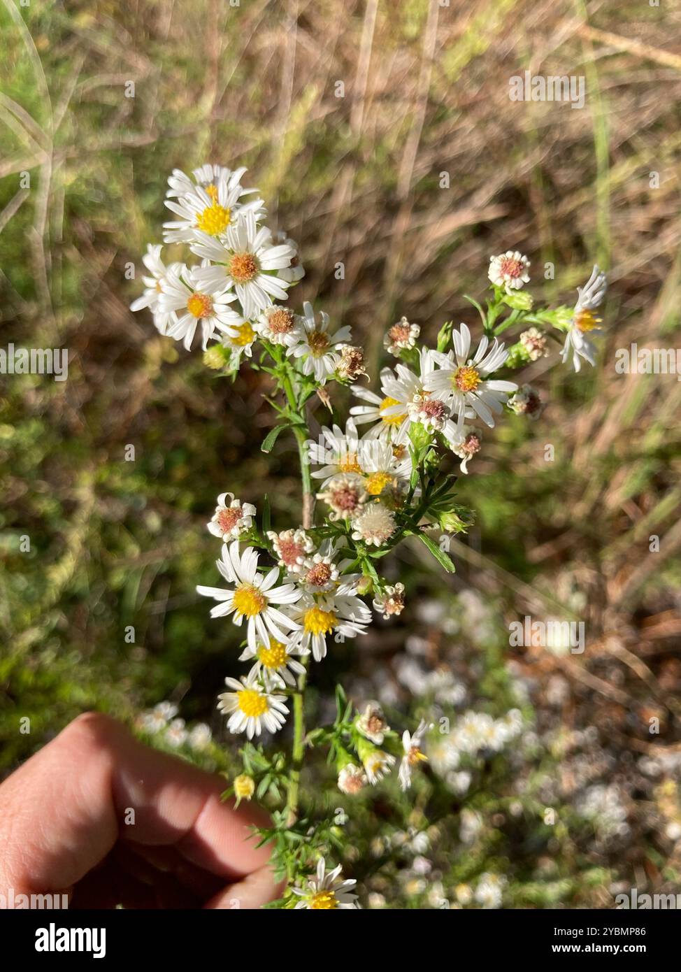 hairy white oldfield aster (Symphyotrichum pilosum) Plantae Stock Photo - Alamy