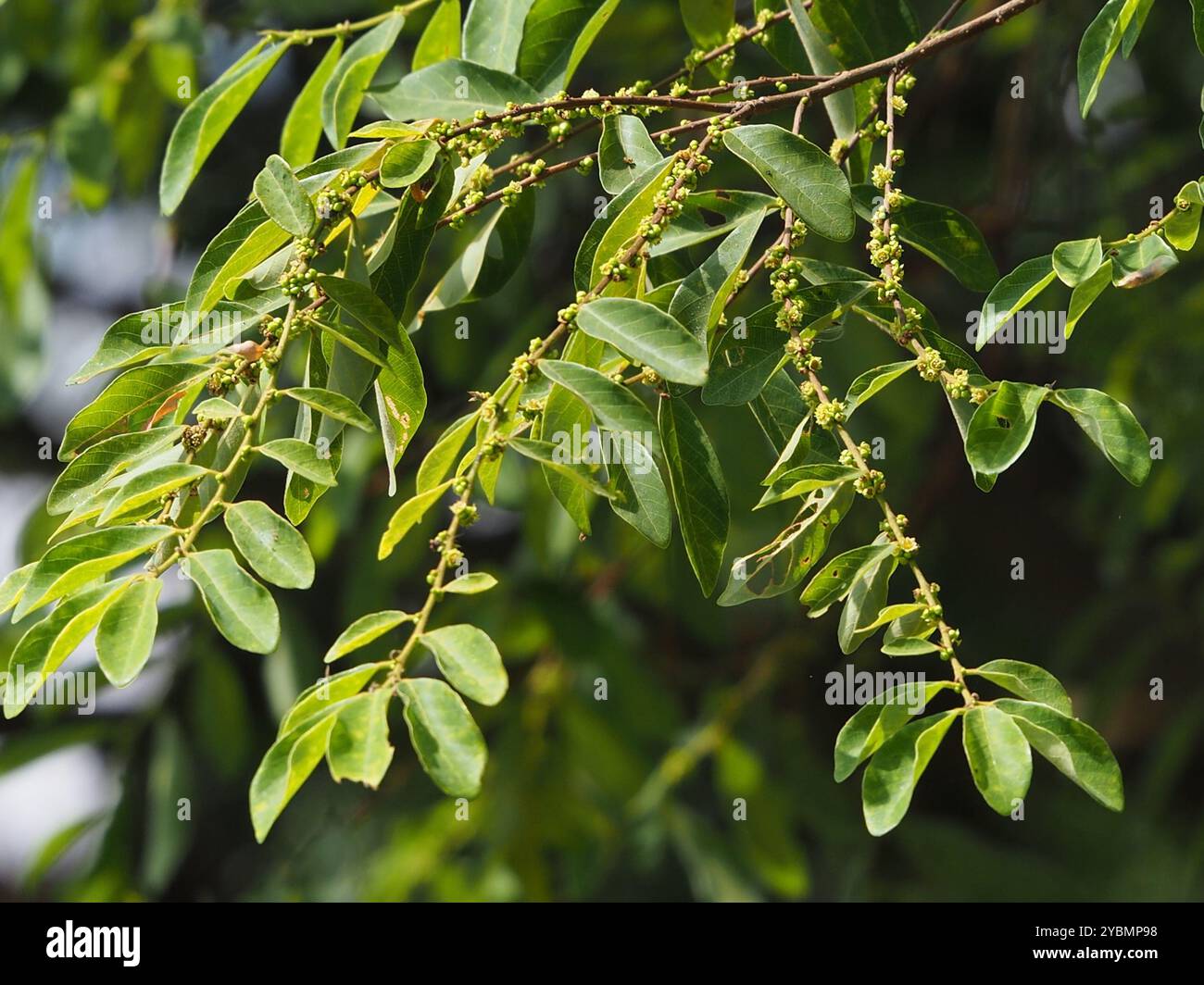 Pop-gun Seed (Bridelia tomentosa) Plantae Stock Photo - Alamy