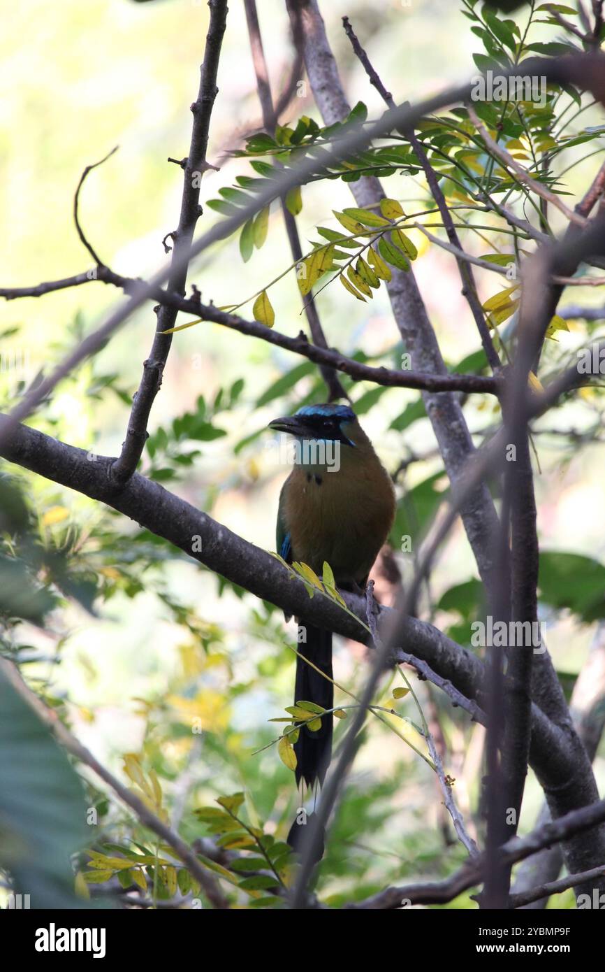 Lesson's Motmot (Momotus lessonii) Aves Stock Photo - Alamy