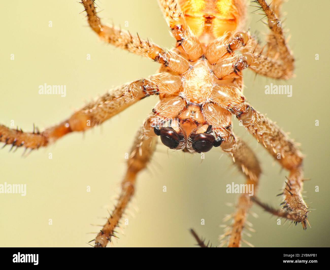 Spiky Field Spiders (Pararaneus) Arachnida Stock Photo - Alamy