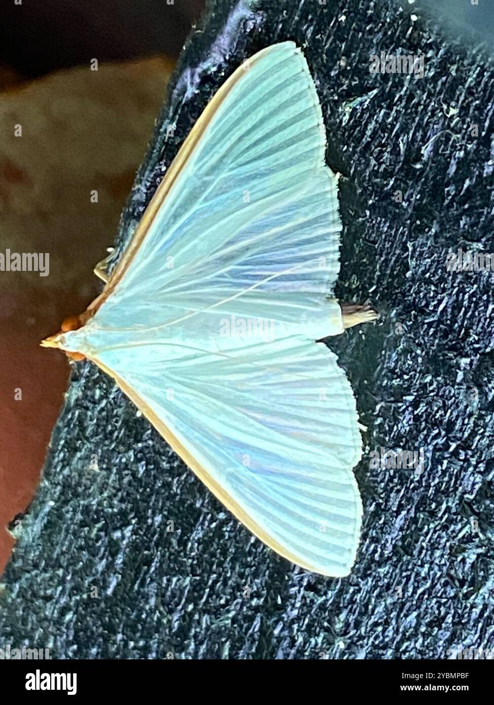 Orange-shouldered Sherbet Moth (Diaphania costata) Insecta Stock Photo ...