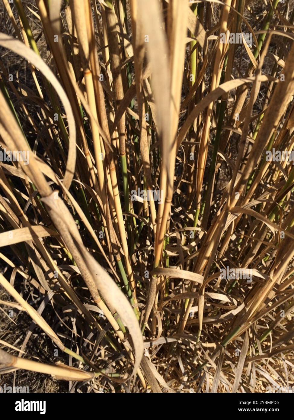 harding grass (Phalaris aquatica) Plantae Stock Photo - Alamy