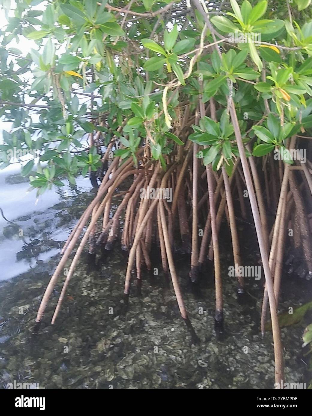 red mangrove (Rhizophora mangle) Plantae Stock Photo - Alamy