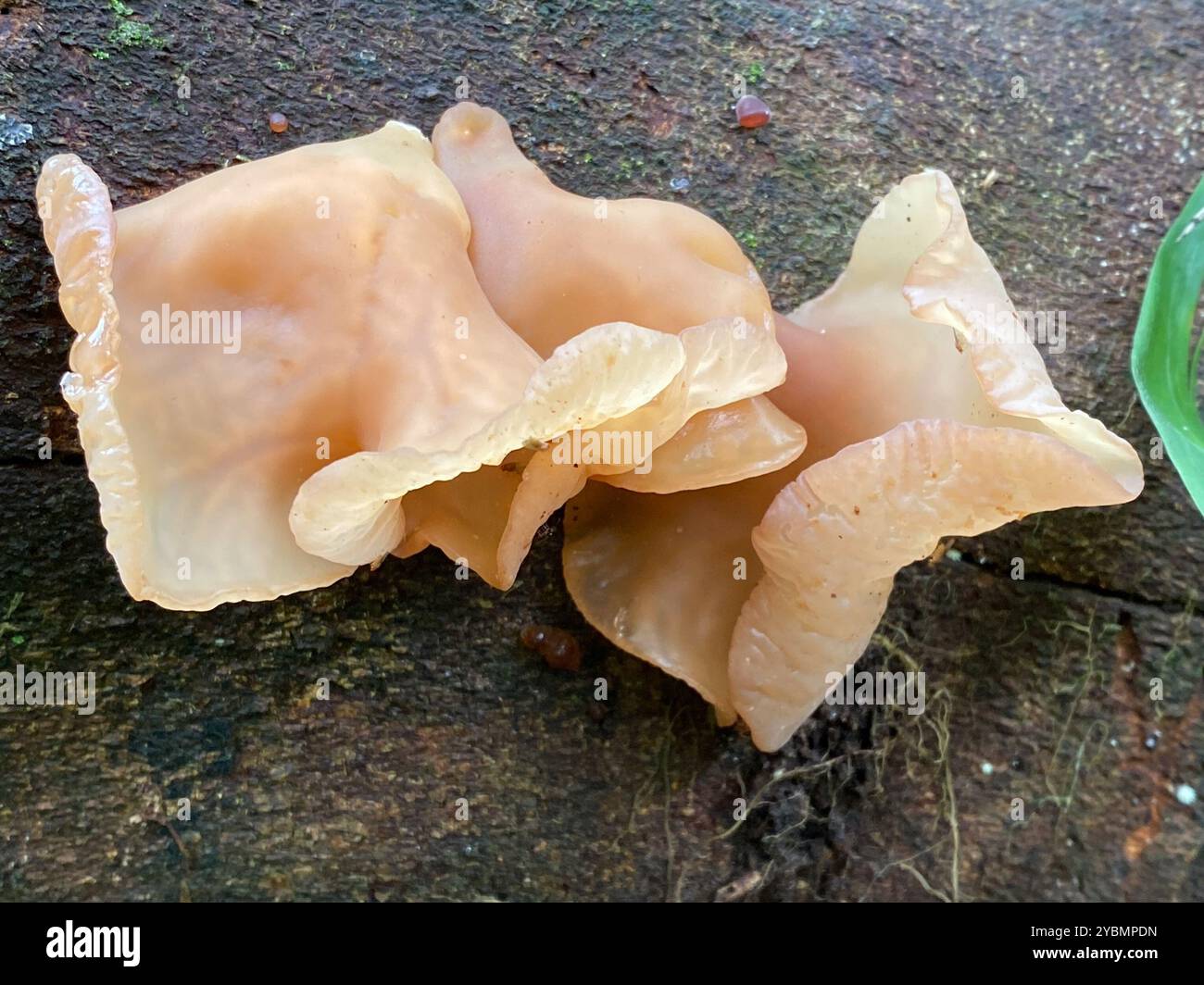 Wood ear fungi (Auricularia) Fungi Stock Photo - Alamy