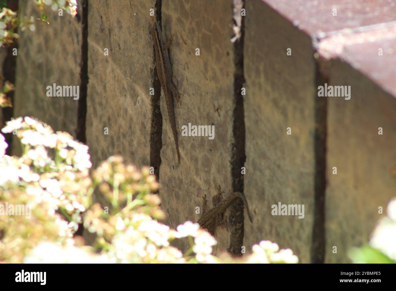 Common Dwarf Gecko (Lygodactylus capensis) Reptilia Stock Photo - Alamy