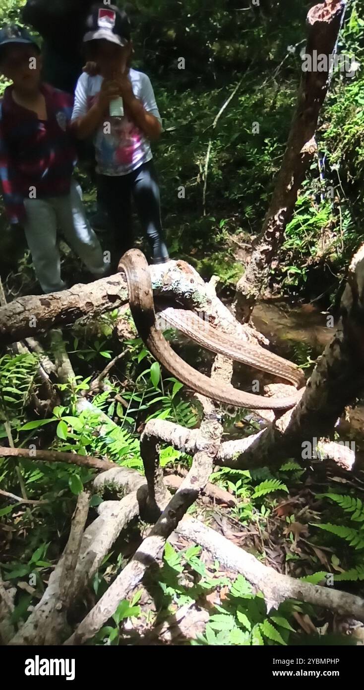 Coastal House Snake (Mesotes strigatus) Reptilia Stock Photo - Alamy