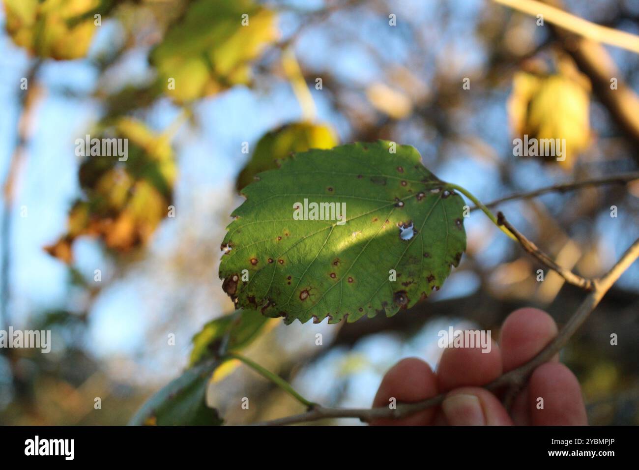 Texas mulberry (Morus microphylla) Plantae Stock Photo - Alamy