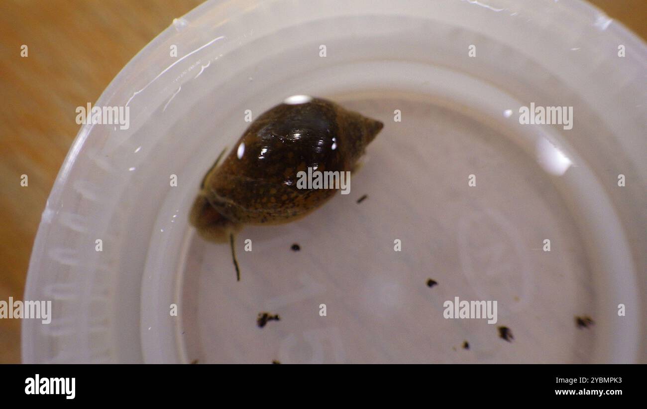 Bladder Snails (Physidae) Mollusca Stock Photo - Alamy