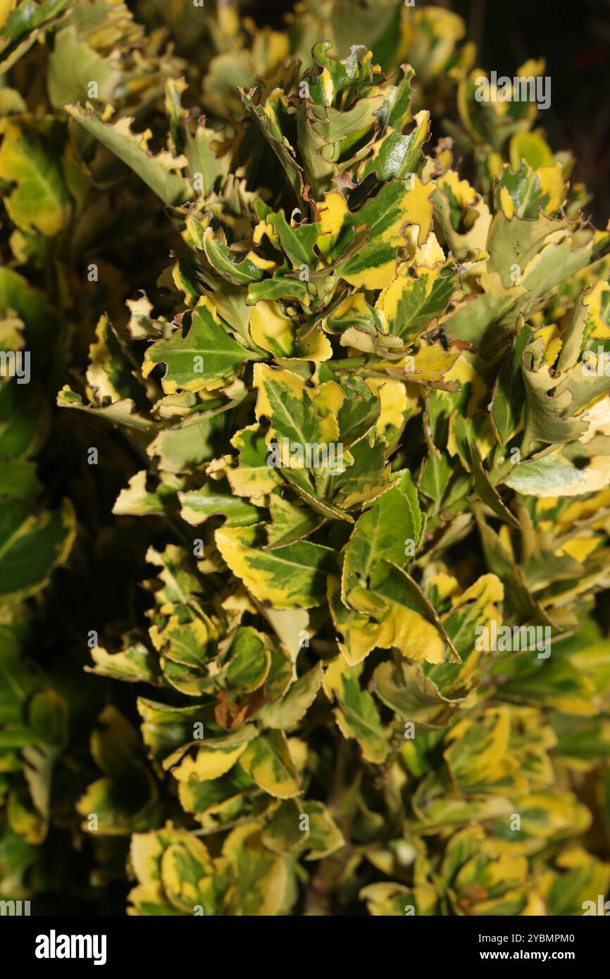 Japanese spindle tree (Euonymus japonicus) Plantae Stock Photo - Alamy